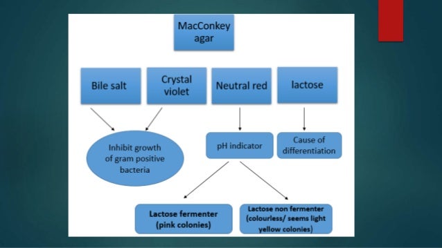 Classification of enterbacteriaceae and biochemical reactions | PPTX