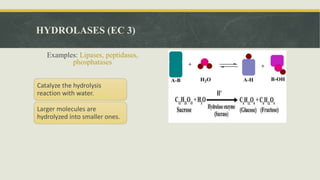 Classification of enzymes | PPTX