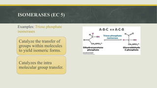 Classification of enzymes | PPTX