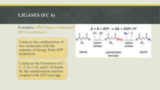 Classification of enzymes | PPTX