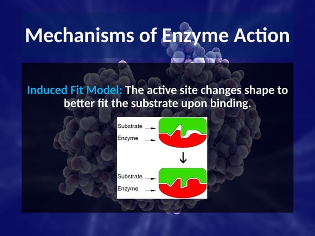 classification_of_enzymes_ppt1Class.pptx