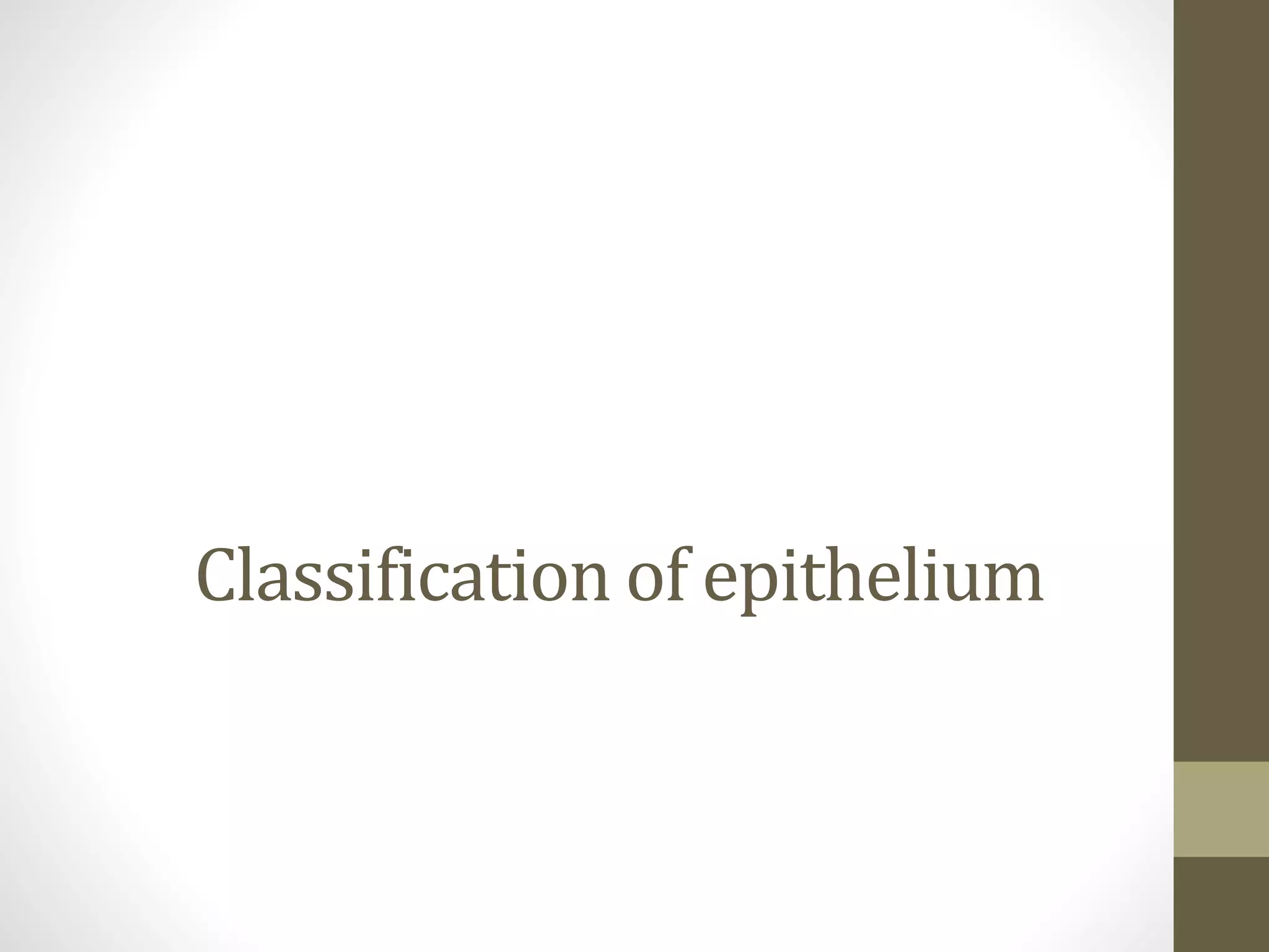 Classification of epithelium - amjad al.bleahid | PPTX