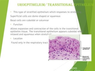 Classification of epithelium and its location.pptx
