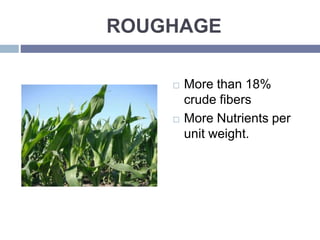 Classification of feed and forages | PPTX