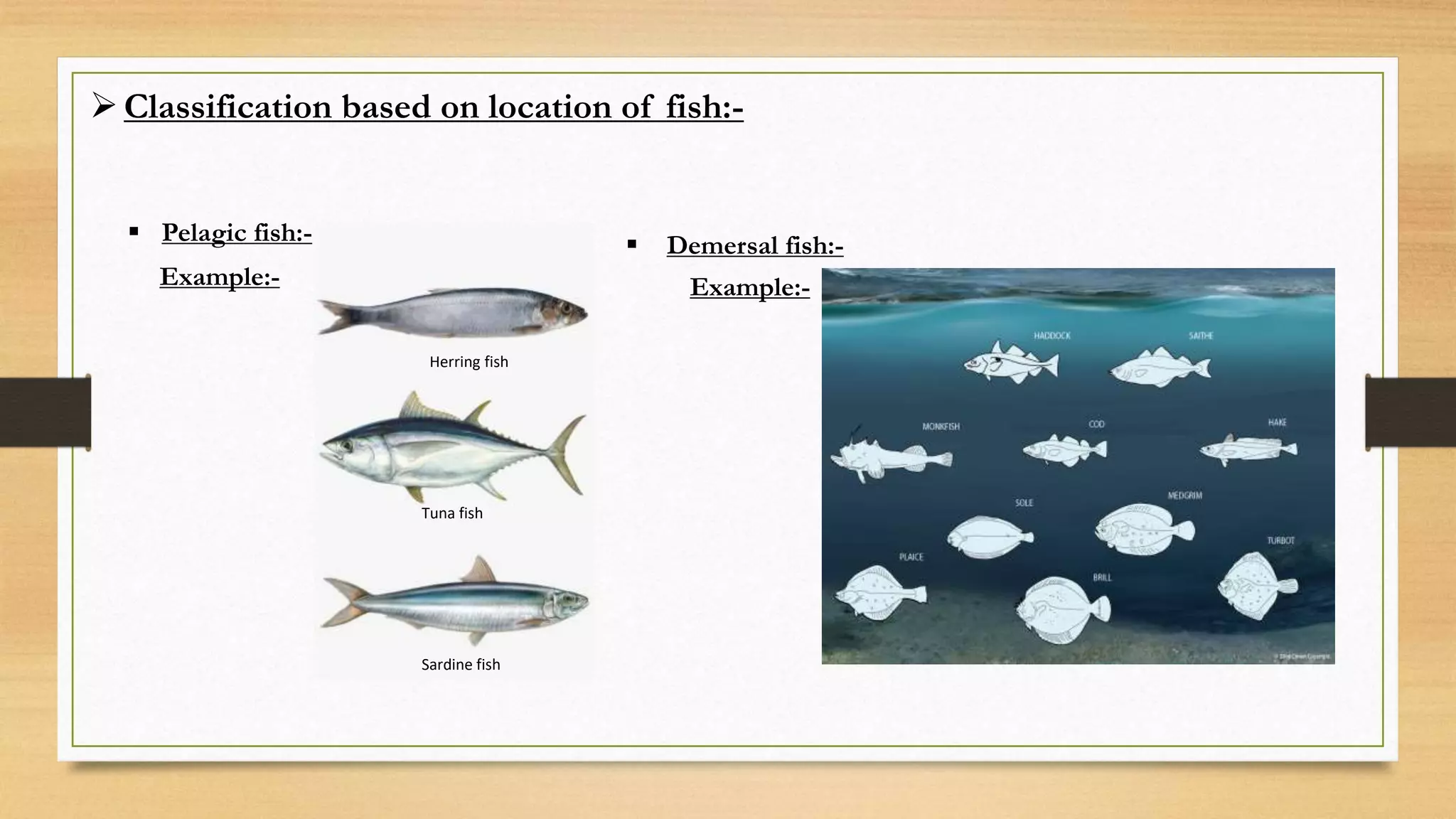 CLASSIFICATION OF FISH. PPT.pptx