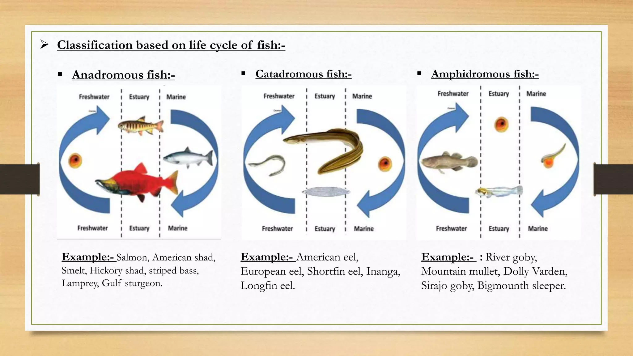CLASSIFICATION OF FISH. PPT.pptx