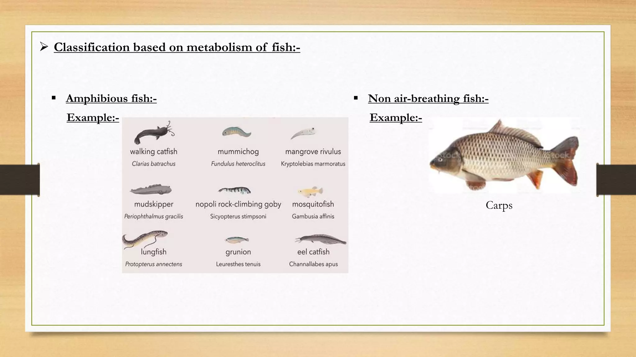 CLASSIFICATION OF FISH. PPT.pptx