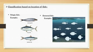 CLASSIFICATION OF FISH. PPT.pptx