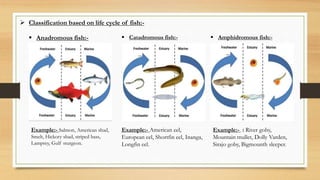 CLASSIFICATION OF FISH. PPT.pptx