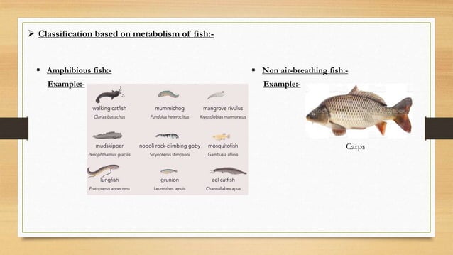 CLASSIFICATION OF FISH. PPT.pptx