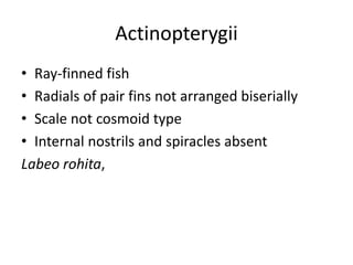 Classification of fishes | PPTX