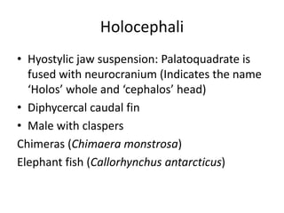 Classification of fishes | PPTX