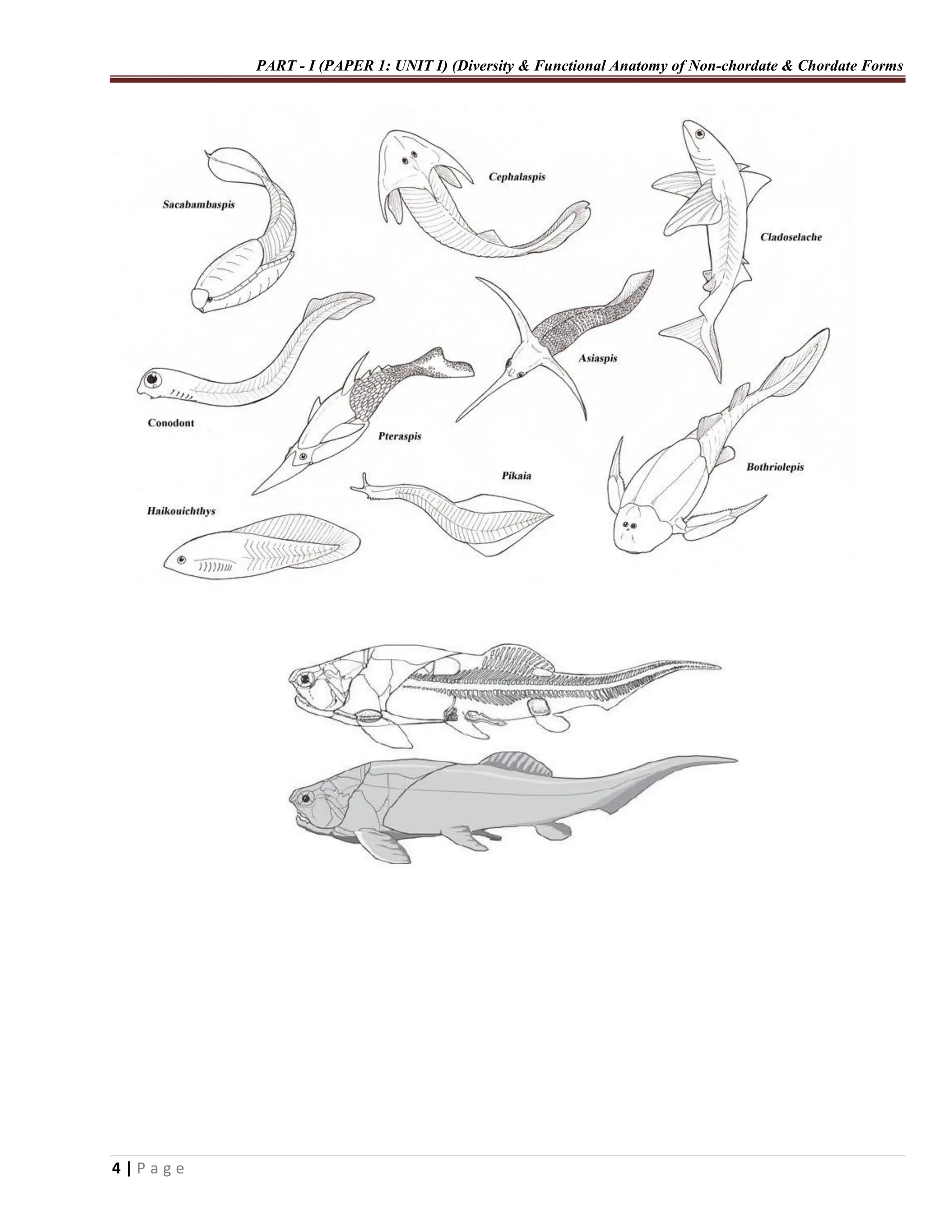 CLASSIFICATION OF FISHES in details all describe | PDF