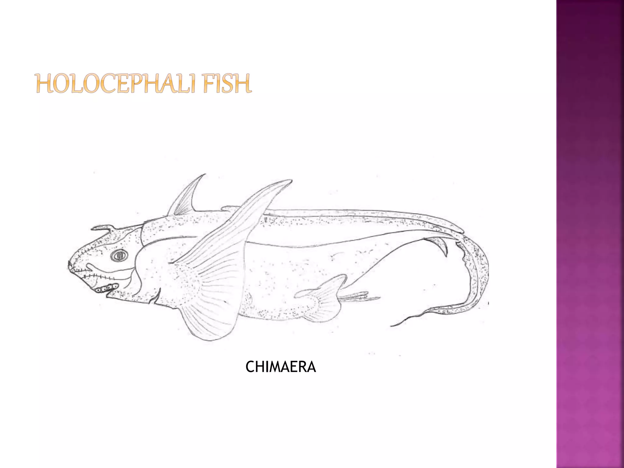 fishes, Classification of fishes, types of fishes, Study of fishes | PPTX