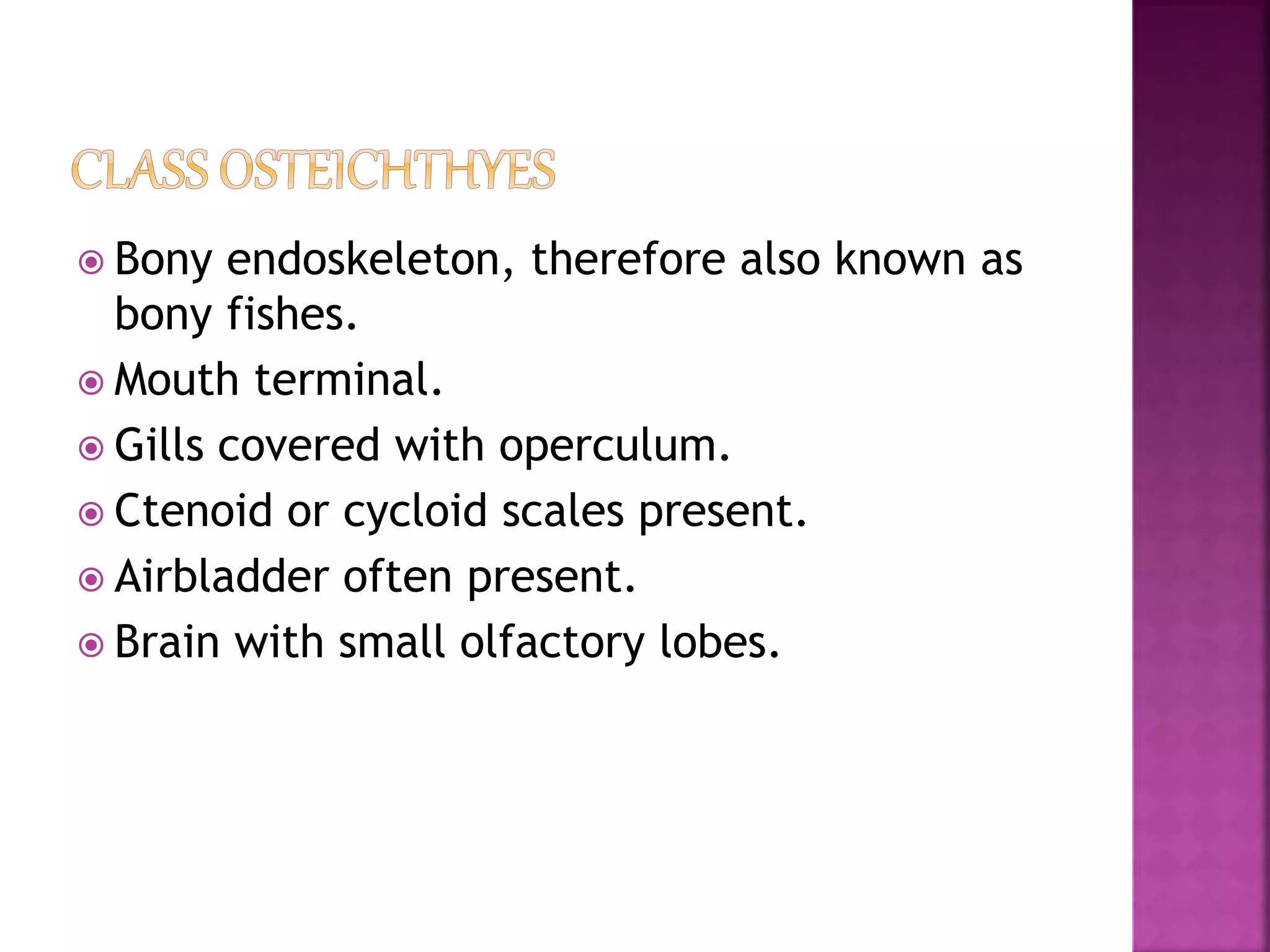 fishes, Classification of fishes, types of fishes, Study of fishes | PPTX