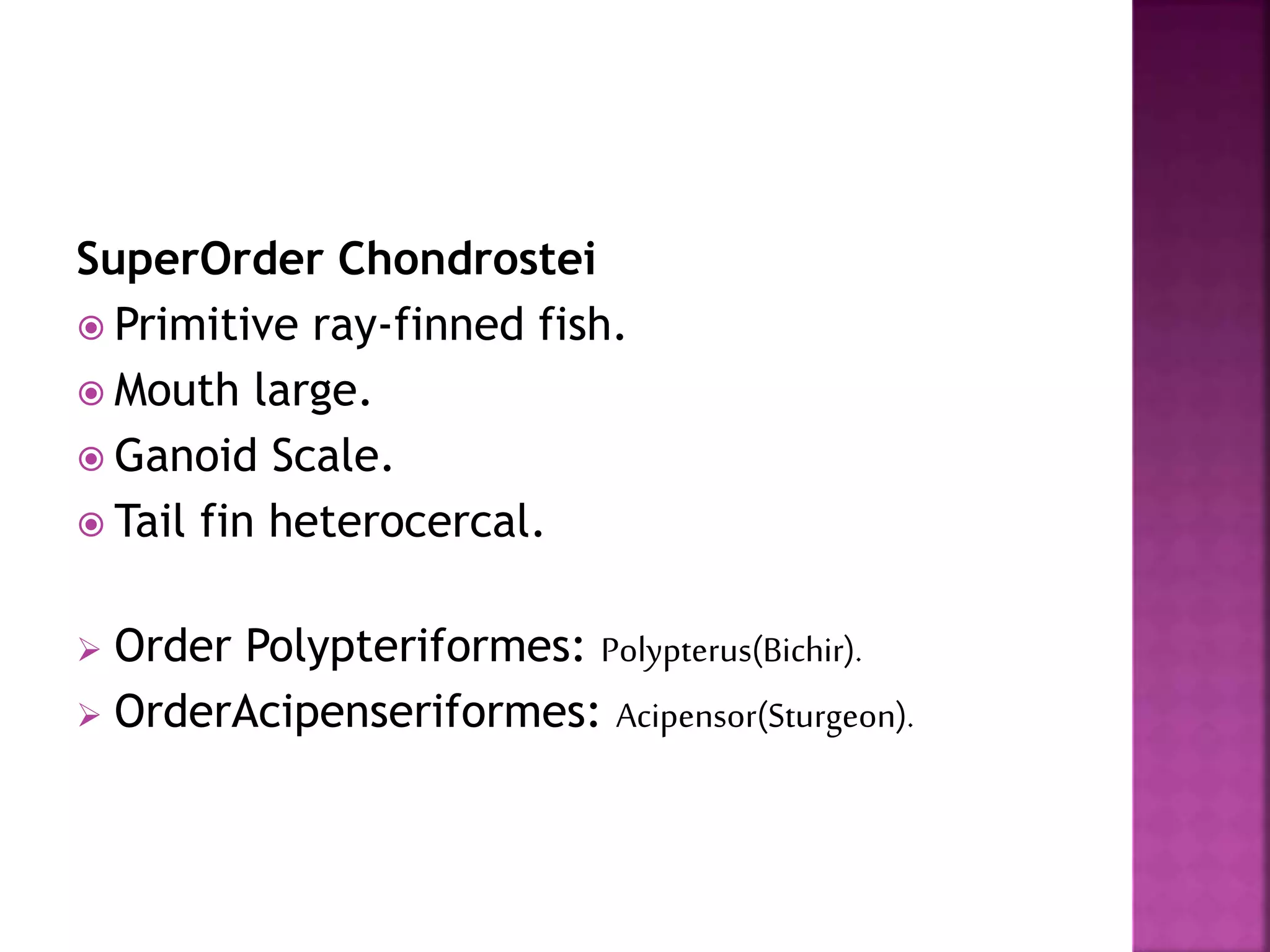 fishes, Classification of fishes, types of fishes, Study of fishes | PPTX