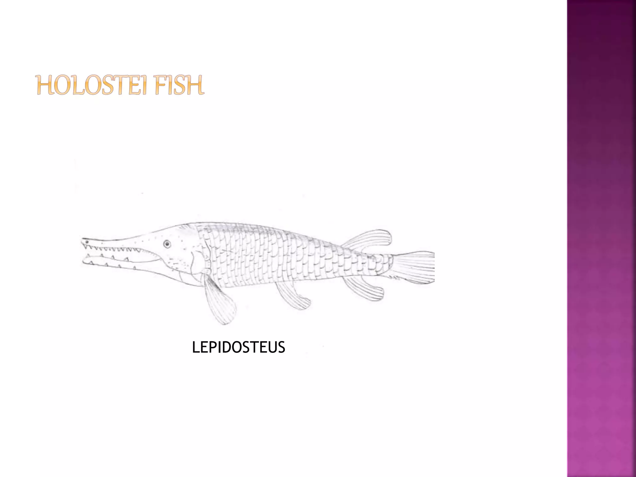 fishes, Classification of fishes, types of fishes, Study of fishes | PPTX