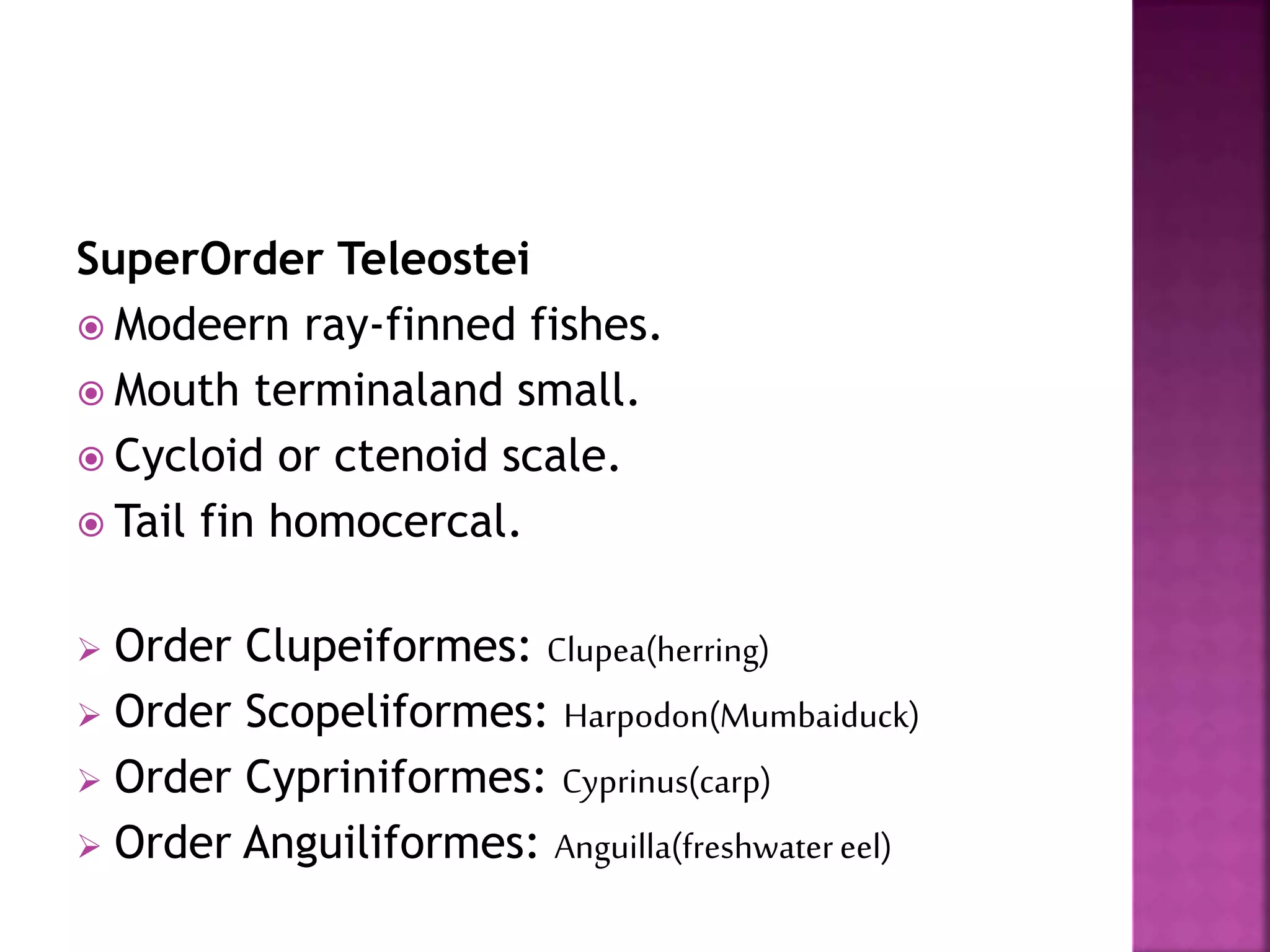 fishes, Classification of fishes, types of fishes, Study of fishes | PPTX