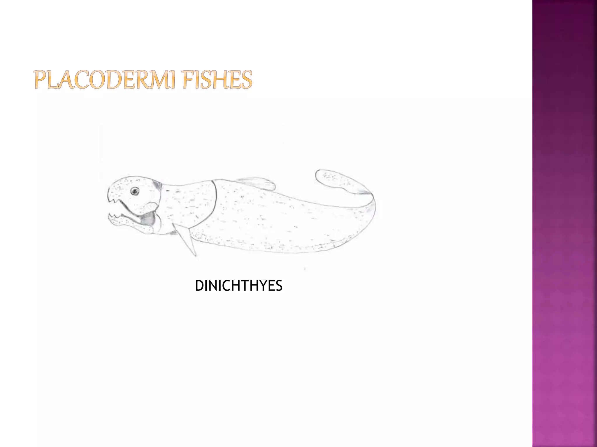 fishes, Classification of fishes, types of fishes, Study of fishes | PPTX