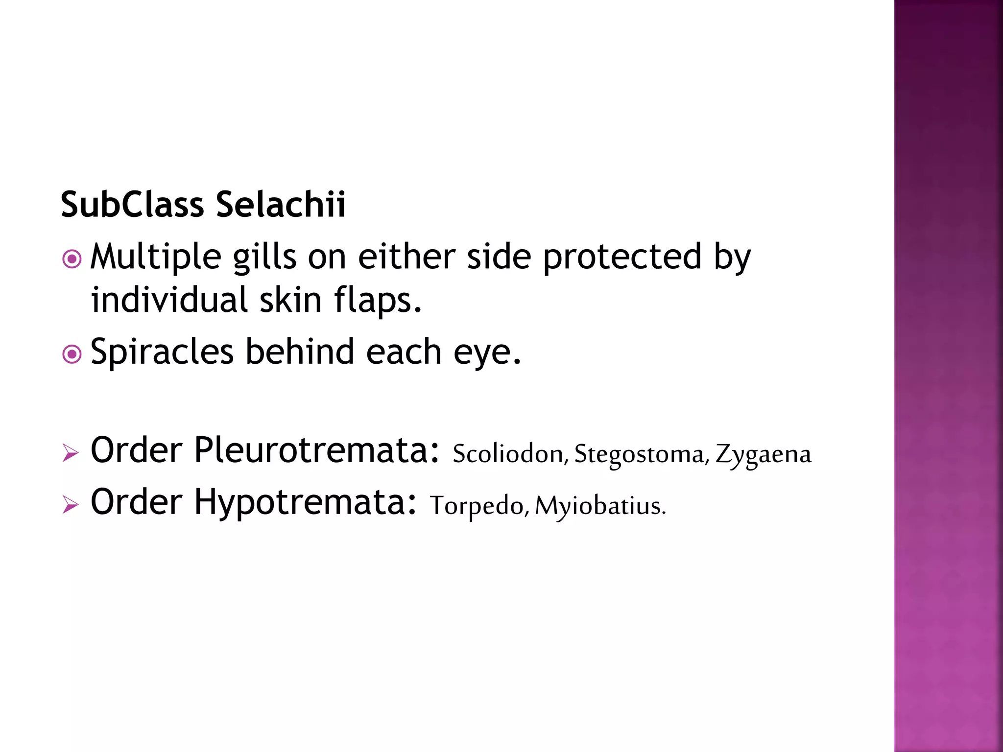 fishes, Classification of fishes, types of fishes, Study of fishes | PPTX