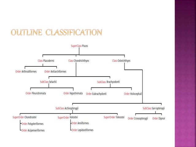 fishes, Classification of fishes, types of fishes, Study of fishes | PPTX