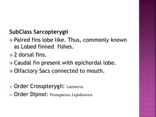 fishes, Classification of fishes, types of fishes, Study of fishes | PPTX