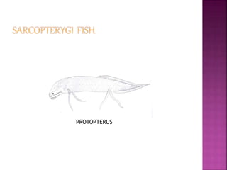 fishes, Classification of fishes, types of fishes, Study of fishes | PPTX