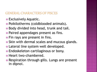 fishes, Classification of fishes, types of fishes, Study of fishes | PPTX