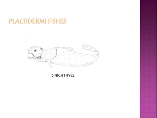 fishes, Classification of fishes, types of fishes, Study of fishes | PPTX