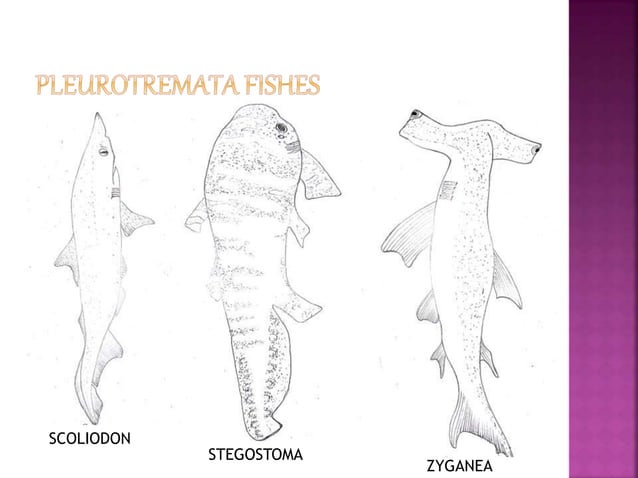 fishes, Classification of fishes, types of fishes, Study of fishes | PPTX