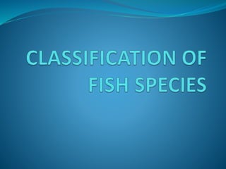 Scientific Classification Of Fish
