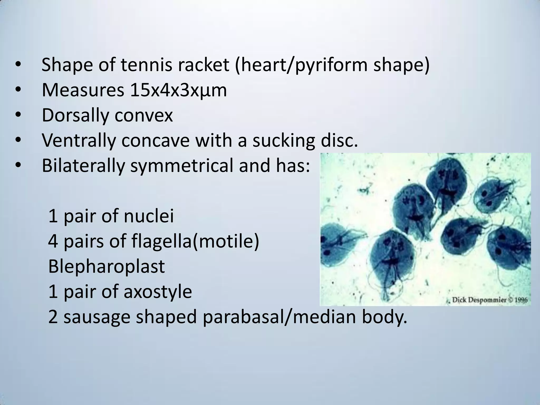 Classification of flagellates and giardia lamblia | PDF