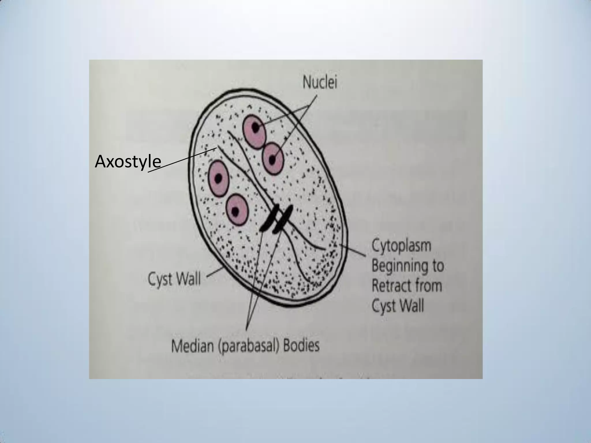 Classification of flagellates and giardia lamblia | PDF