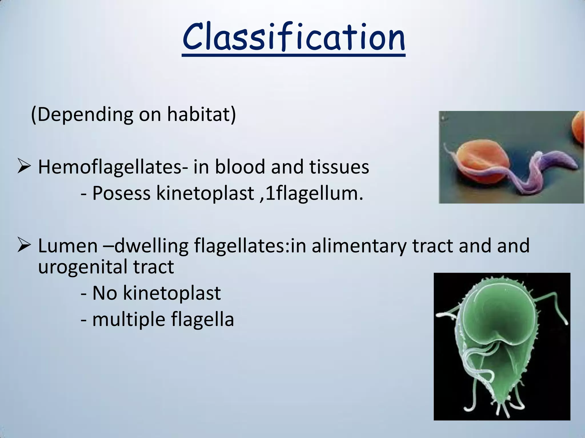 Classification of flagellates and giardia lamblia | PDF