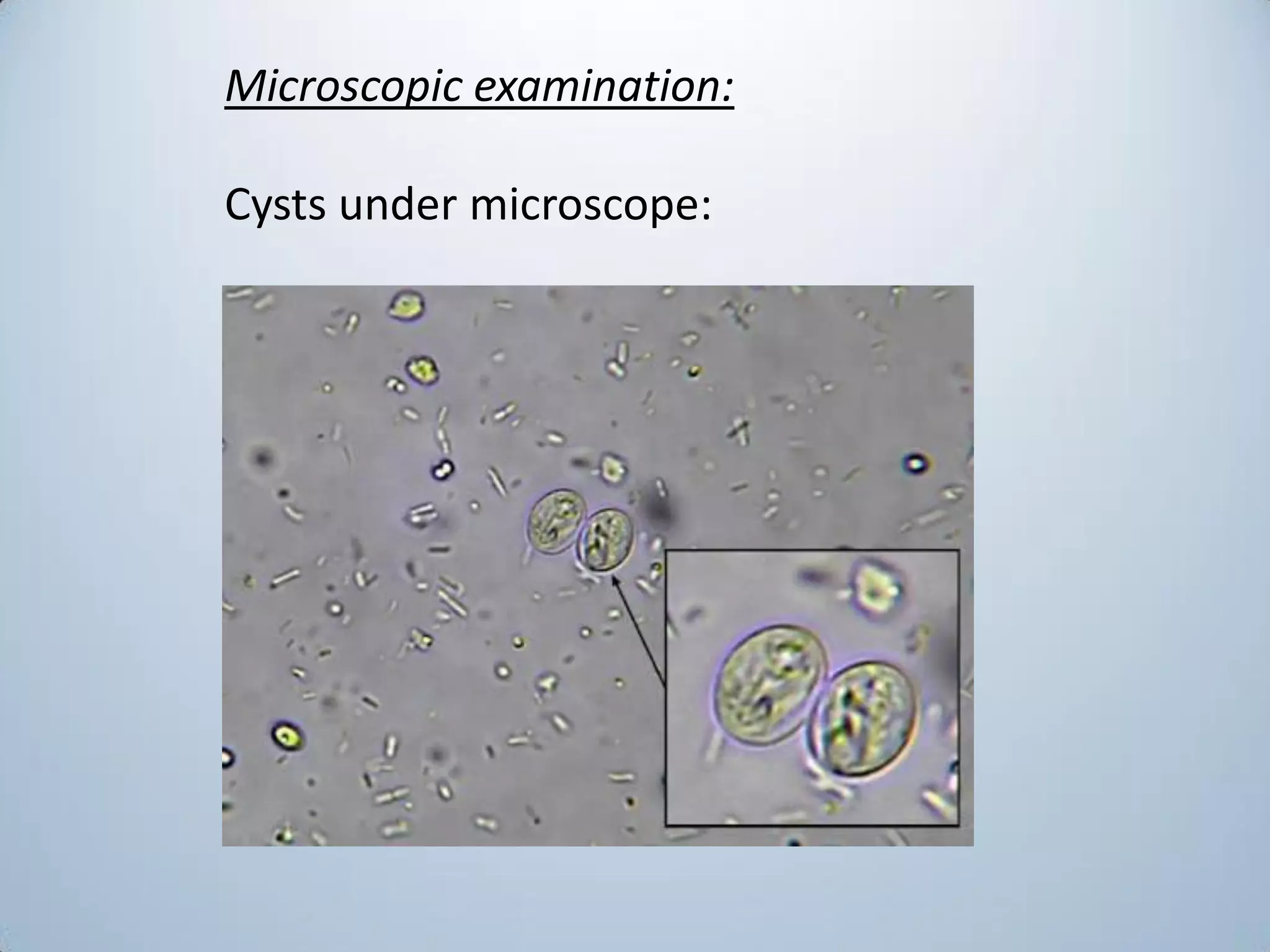 Classification of flagellates and giardia lamblia | PDF