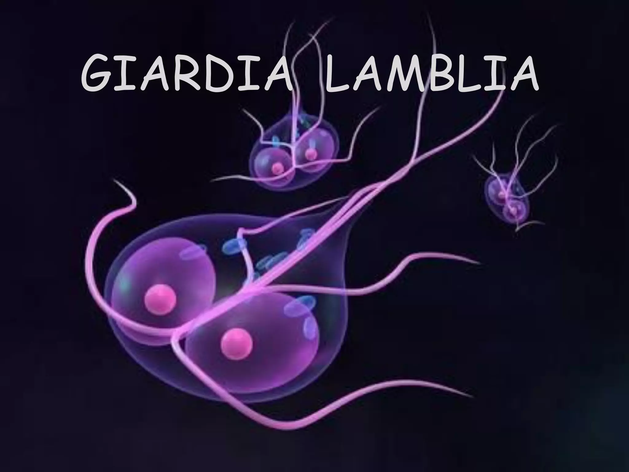 Classification of flagellates and giardia lamblia | PDF