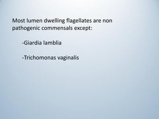 Classification of flagellates and giardia lamblia | PDF