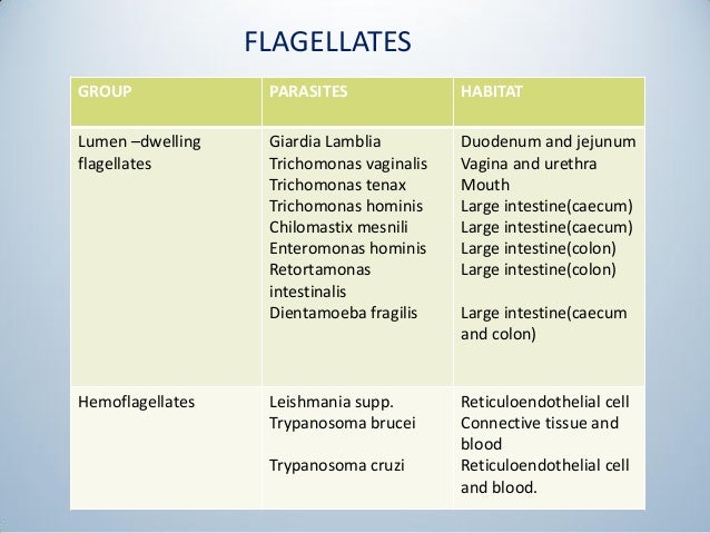 Classification of flagellates and giardia lamblia