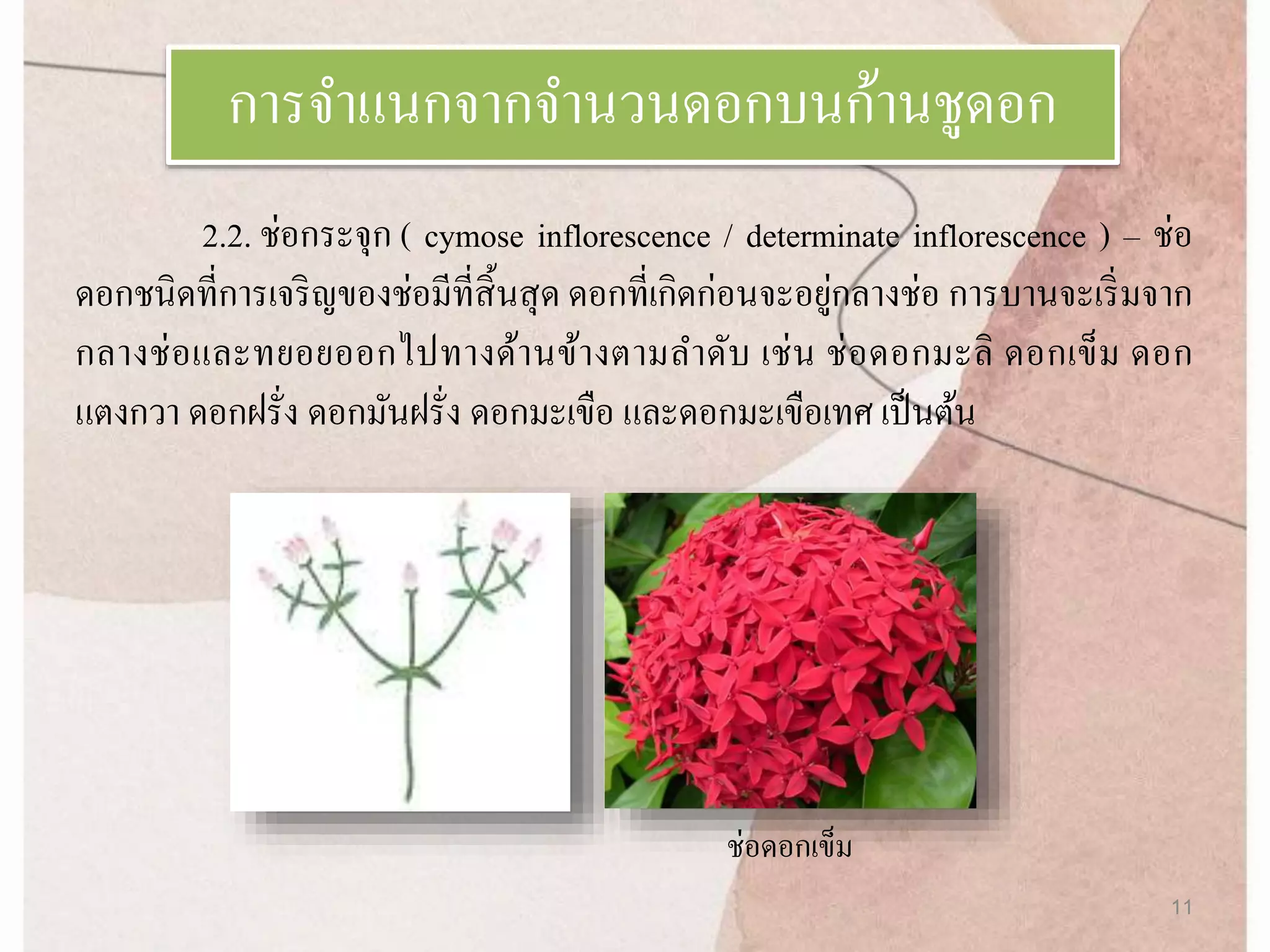 Classification of flowers | PPTX