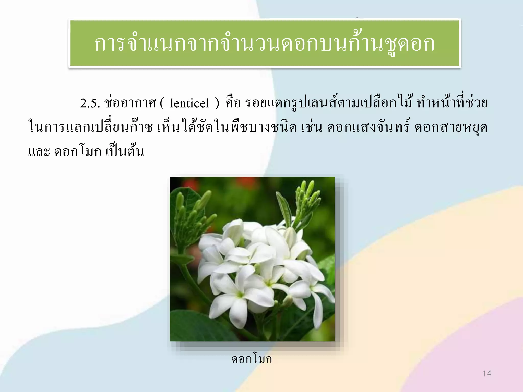 Classification of flowers | PPTX