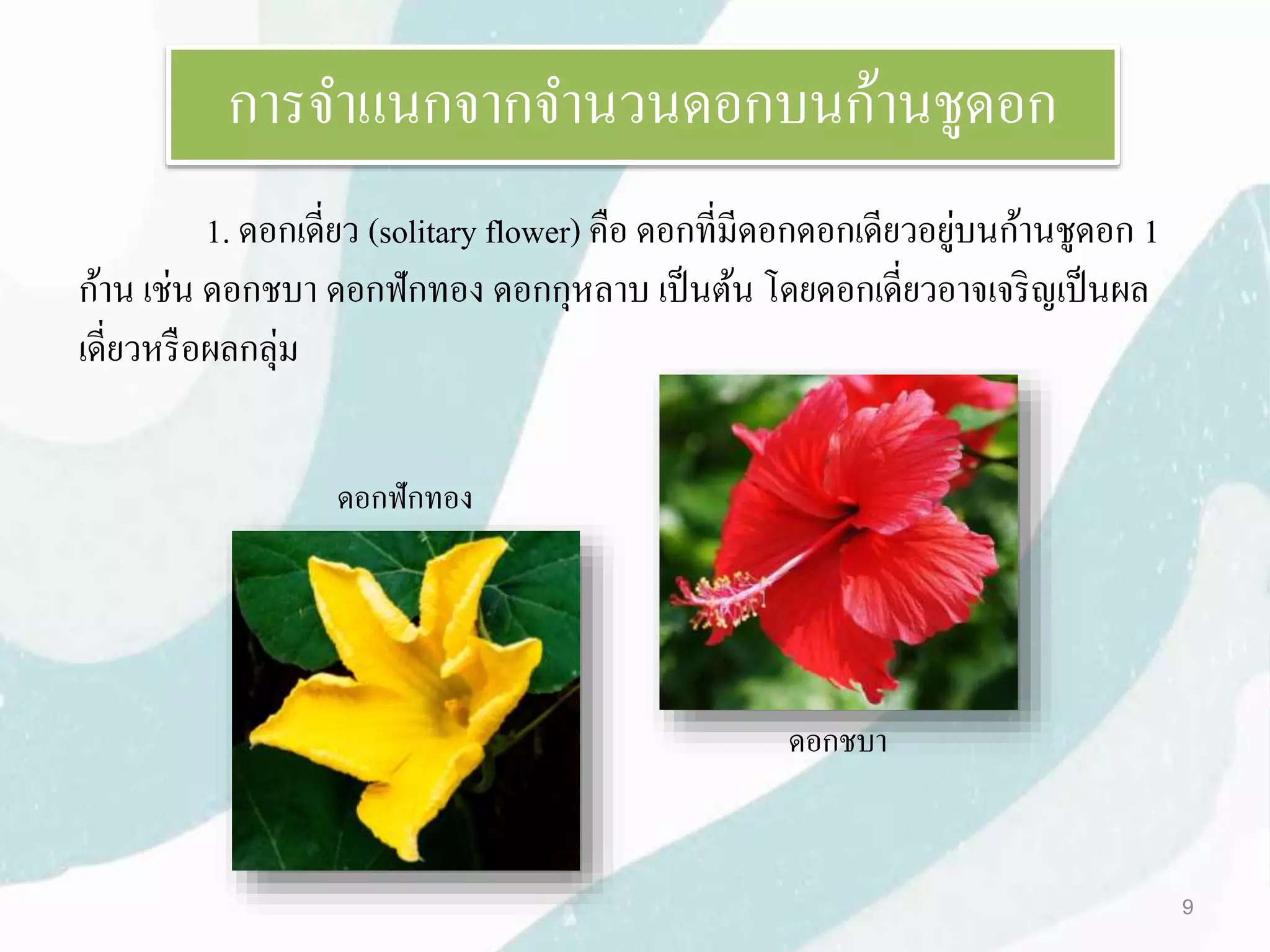 Classification of flowers | PPTX