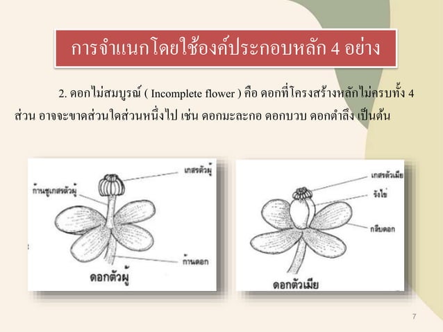 Classification of flowers | PPTX