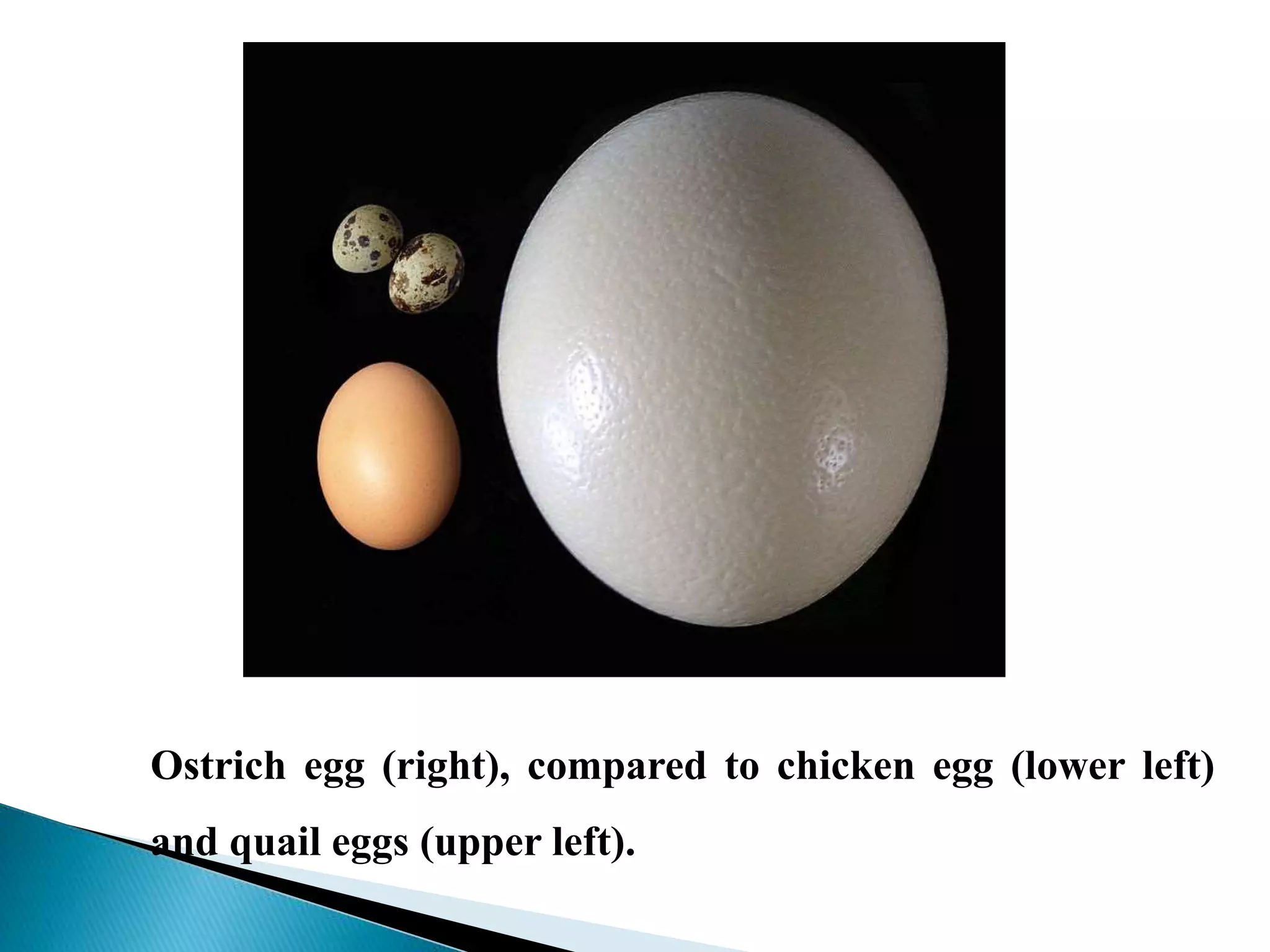 classification ofFood and food composition.ppt