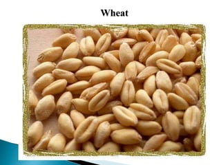 classification ofFood and food composition.ppt