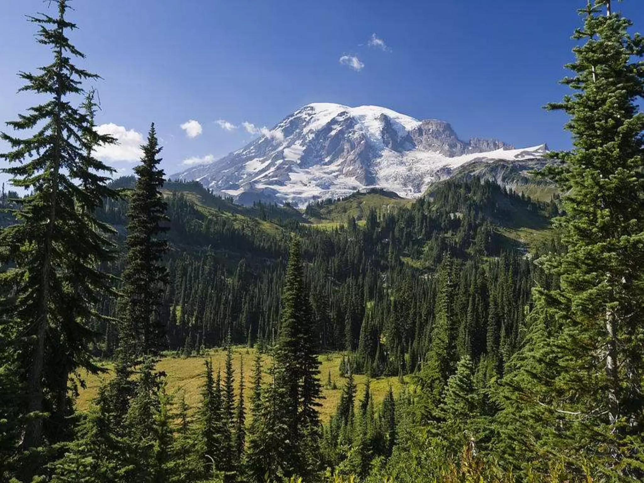 CLASSIFICATION OF FOREST | PPTX