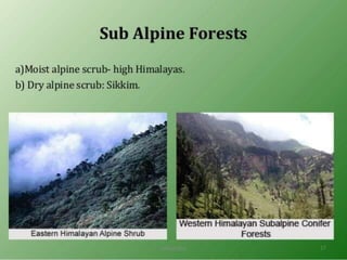 CLASSIFICATION OF FOREST | PPTX