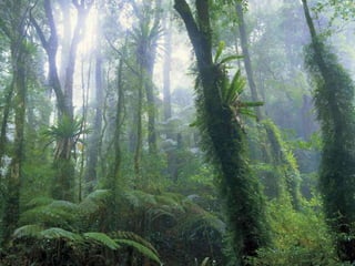 CLASSIFICATION OF FOREST | PPTX