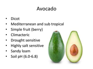 Classification of fruits | PPTX