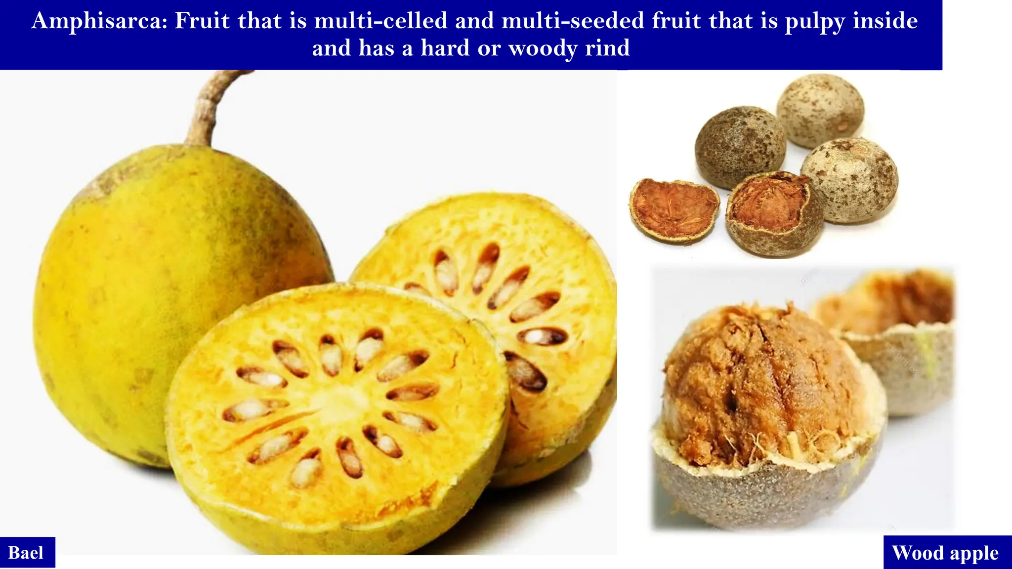 Classification of tropical, Subtropical and Temperate Fruits.pdf