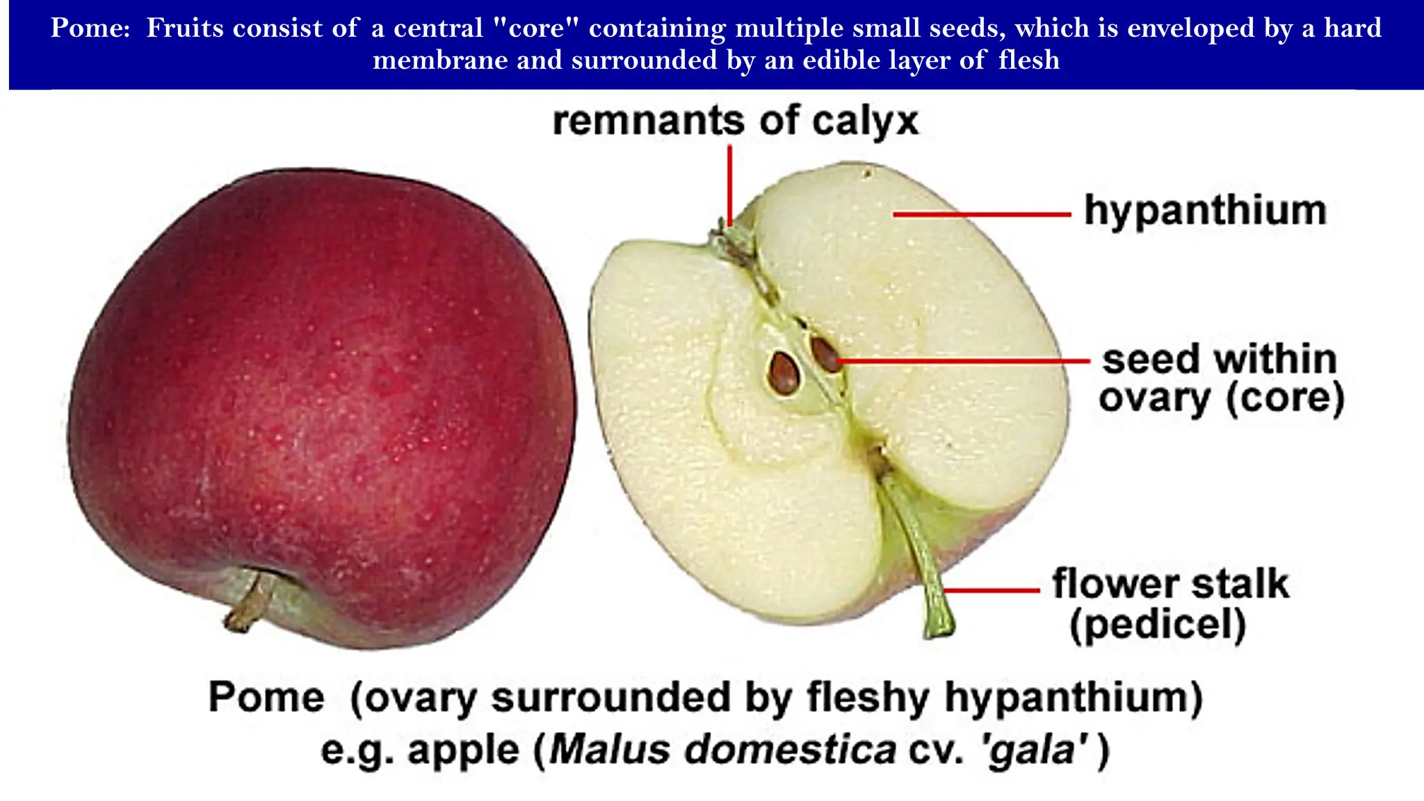 Classification of tropical, Subtropical and Temperate Fruits.pdf